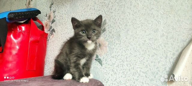 Котята в добрые руки приучены к лотку