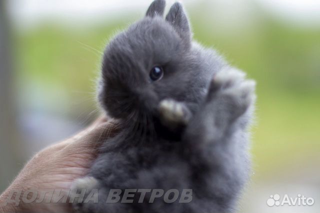 Кролик минор девочка голубая