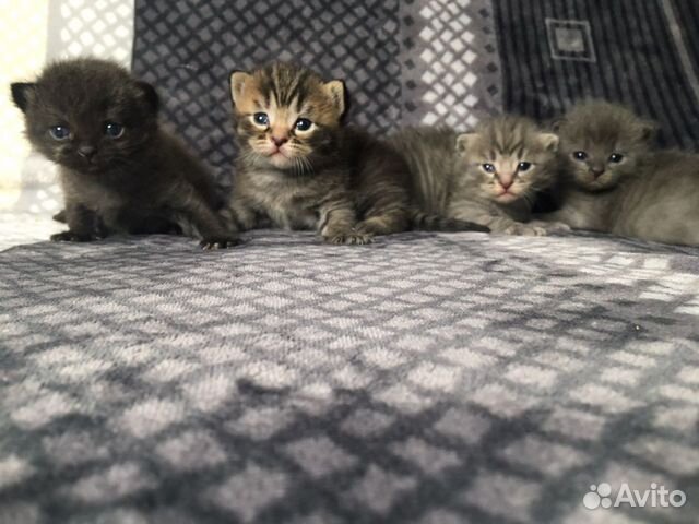 Котята