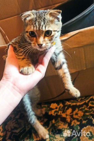 Ласковый котик