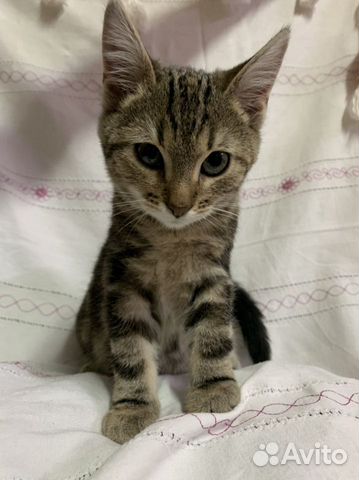 Маленький Котенок с необычным окрасом
