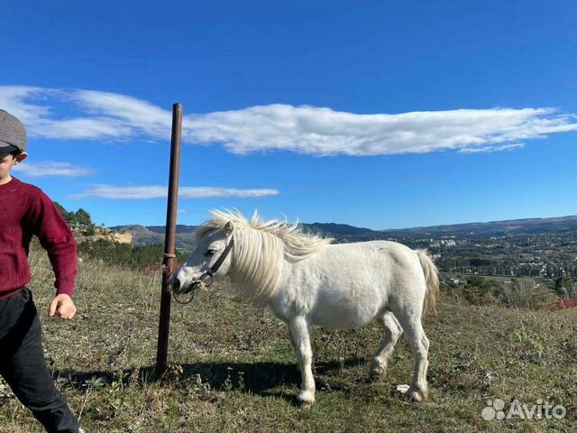 Мини лошадь