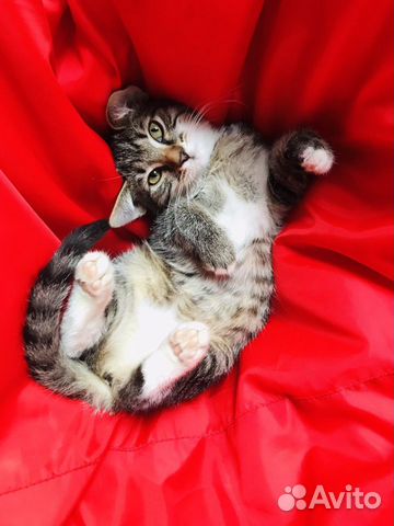 Кошечка 3 месяца