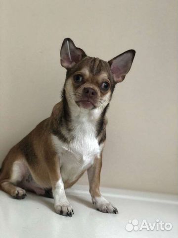 Чихуахуа мальчик 4 мес
