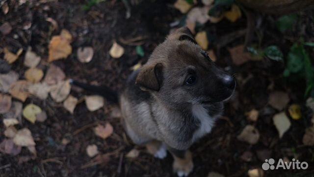 Лайка помесь