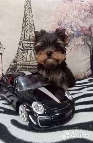 Малышка Ариэль