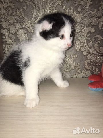 Британские котята