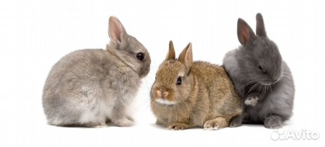 Декоративные кролики