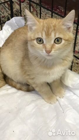 Котёнок рыжий (девочка 7 недель)