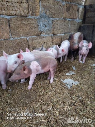 Продам свинодеток