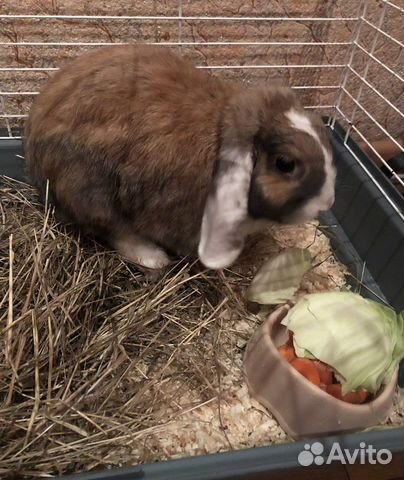 Декоративные кролики