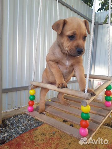 Ищет дом щенок не крупной Собачки Кристи