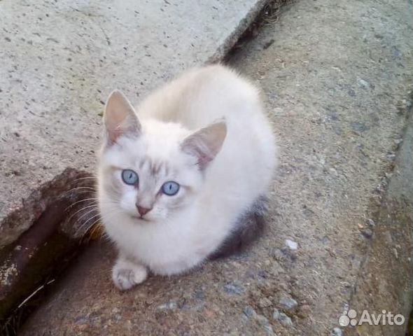Ищет дом шикарный котенок