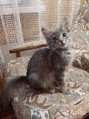 Ласковый котик добрым людям