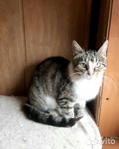 Нежная ласковая кошечка