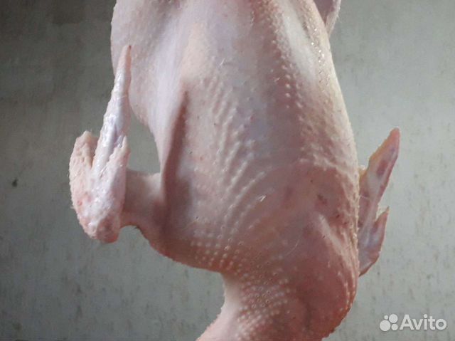 Куры мясом (бролеры)