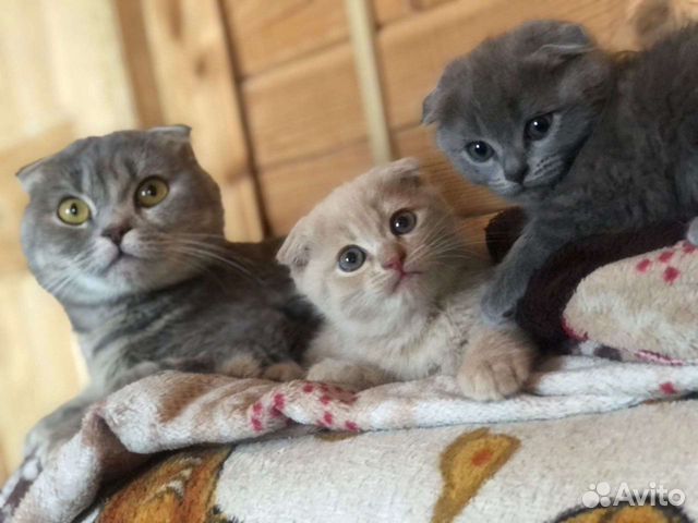 Шотландские вислоухие котята