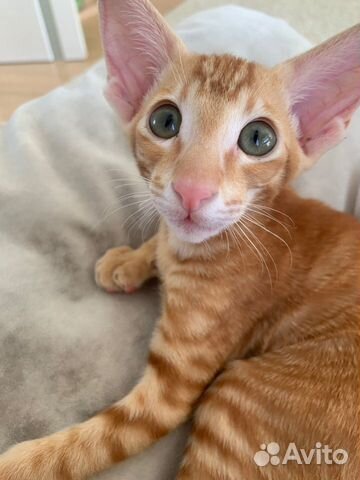 Ориентальный котенок