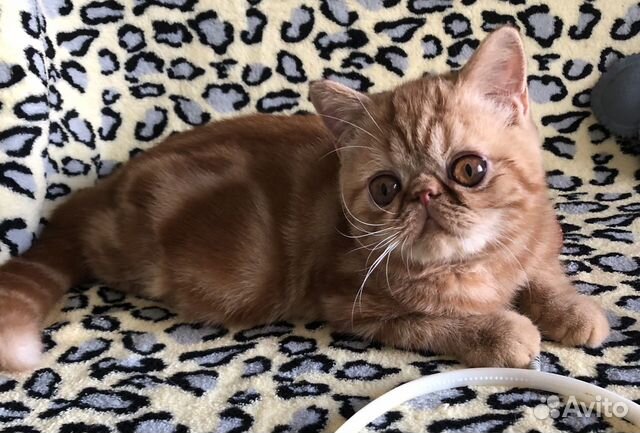 Экзотический котик