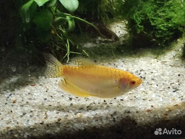 Золотистый гурами