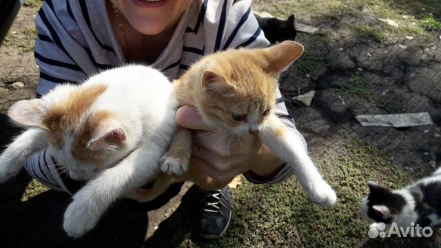 Катятки в добрые руки