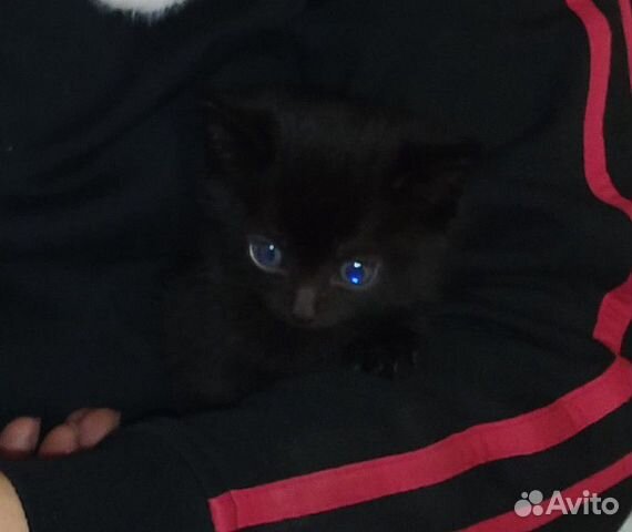Котёнок. Чёрный и Чёрный с белым/ мальчики