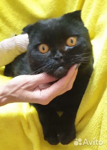 Казнить нельзя помиловать