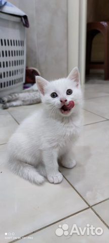 Маленький белый котенок