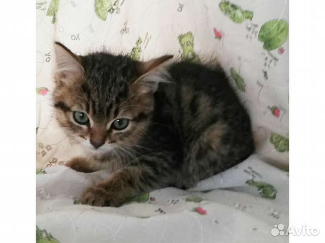 Котенок девочка 1 месяц