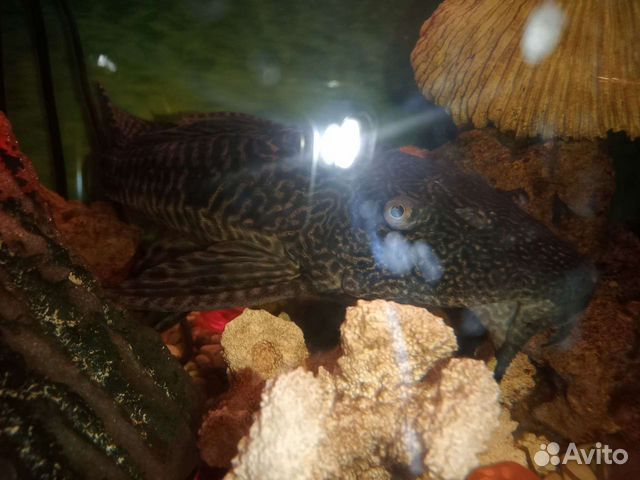 Рыба Плекостомус