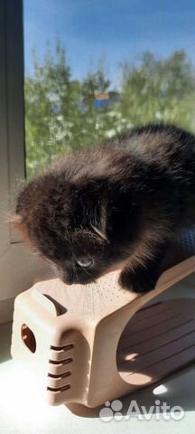 Шотландская вислоухая кошечка