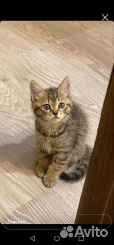Кошка, кот, котенок клёвый, красивый, меленький