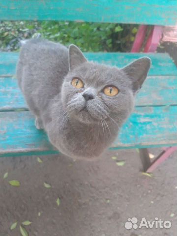 Британская котик/кошка