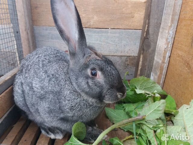 Кролик серебристый