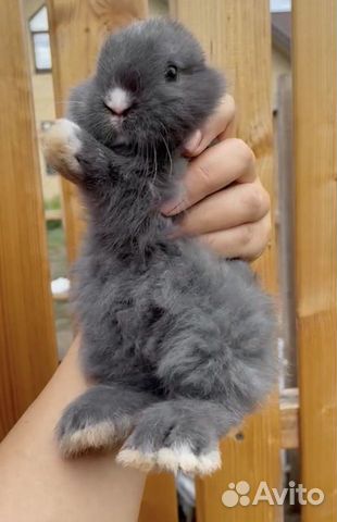 Кролик вислоухий карлик