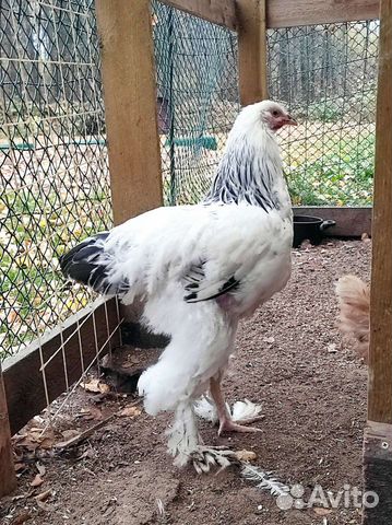 Петух брама