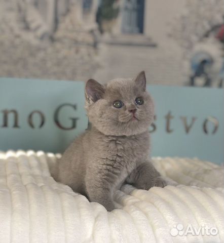 Британский лиловый котенок