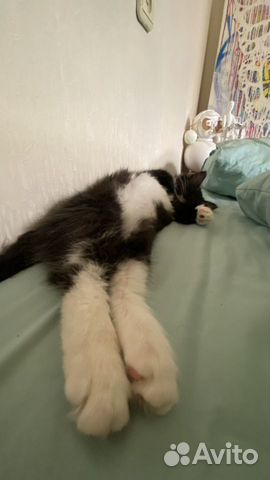 Отдам котик Кекса в хорошие руки