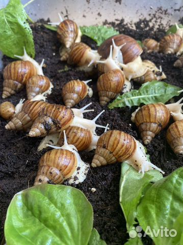 Улитки ахатины