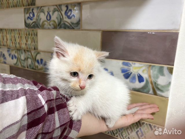 Котенок
