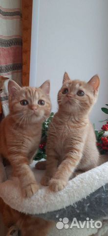 Красный мраморный котёнок