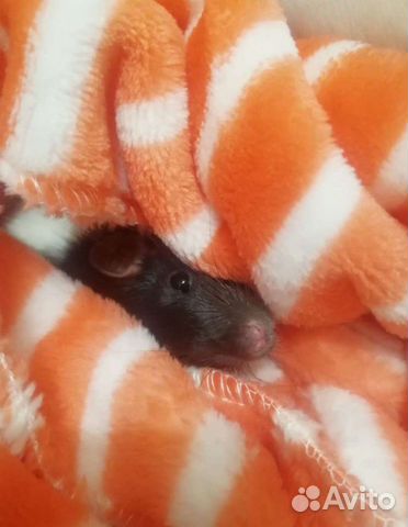 Крыса (крысëнок)