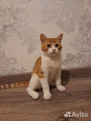 Кот в добрые руки