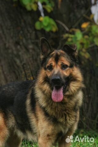 Молоденький метис немецкой овчарки в добрые руки