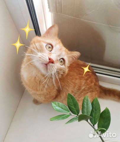 Рыжий кот Гарфилд ищет дом