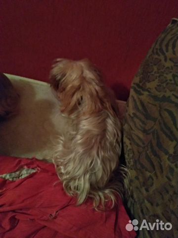 Продам собаку породы Йорк