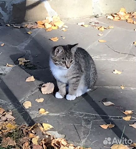 Ангелы в добрые руки. Котята