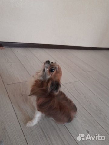 Собака чихуа