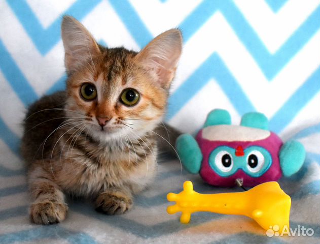 Котенок Кнопка 3 месяца в добрые руки