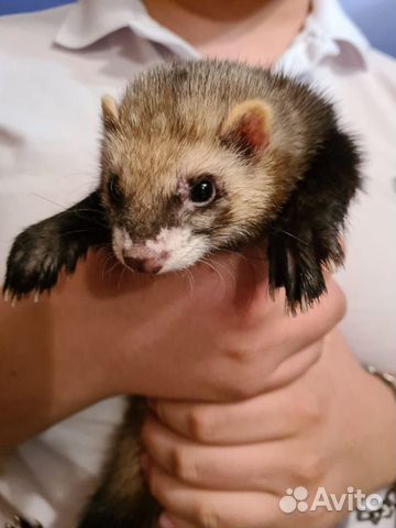 Хорек